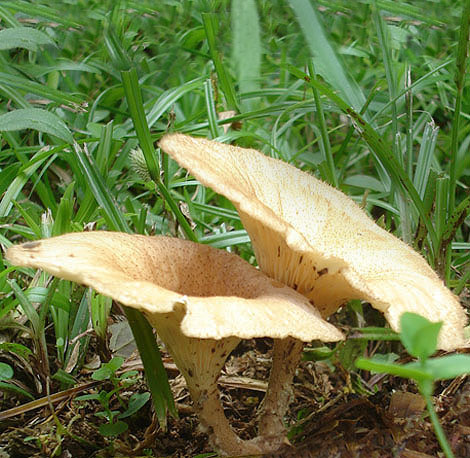 Panus strigellus | Fotos de Campo | The Field Museum