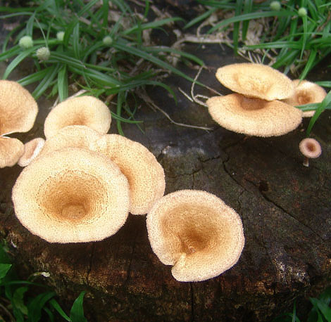 Panus strigellus | Live Plant Photos | The Field Museum