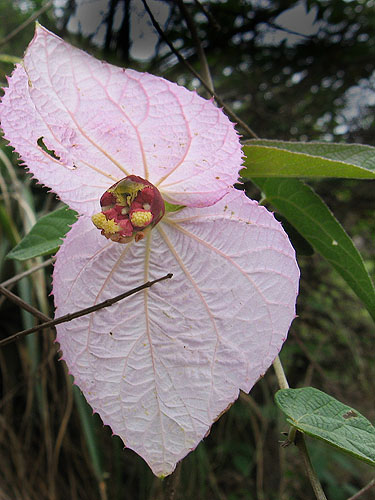 Dalechampia aristolochiifolia | Live Plant Photos | The Field Museum