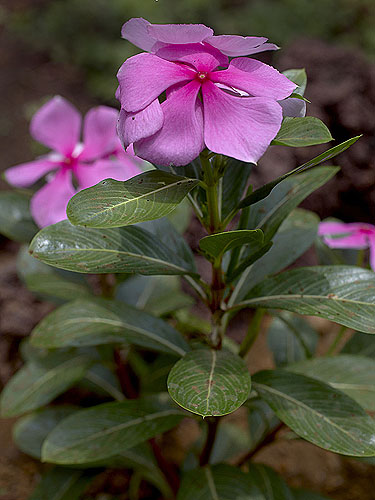 Catharanthus roseus | Fotos de Campo | The Field Museum