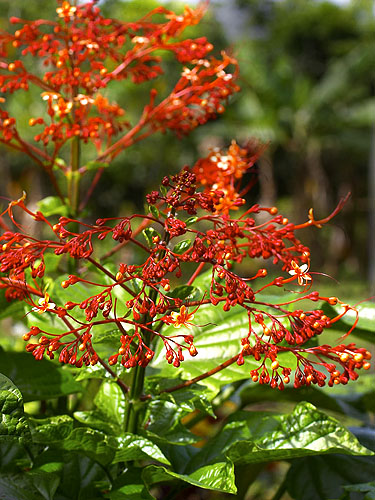 Clerodendrum paniculatum | Live Plant Photos | The Field Museum