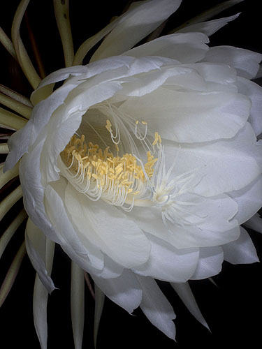 Epiphyllum oxypetalum | Live Plant Photos | The Field Museum