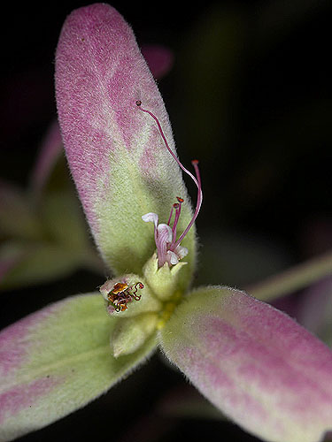 Congea tomentosa | Fotos de Campo | The Field Museum
