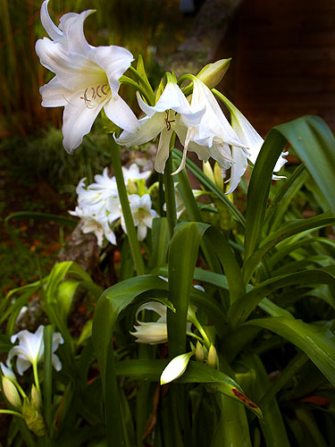 Crinum bulbispermum | Live Plant Photos | The Field Museum