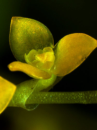 Stelis hymenantha | Fotos de Campo | The Field Museum