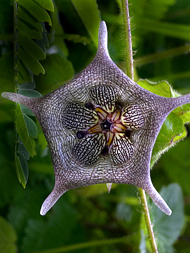 Dictyanthus ceratopetalus | Fotos de Campo | The Field Museum