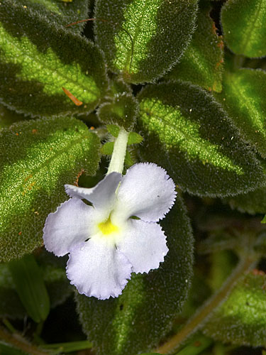 Episcia lilacina | Fotos de Campo | The Field Museum