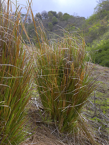 Vetiveria zizanioides | Fotos de Campo | The Field Museum