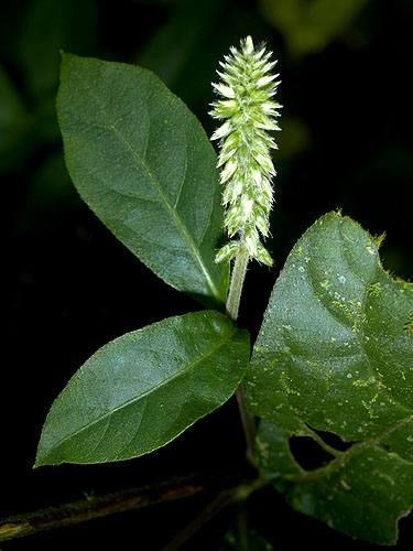 Cyathula achyranthoides | Live Plant Photos | The Field Museum
