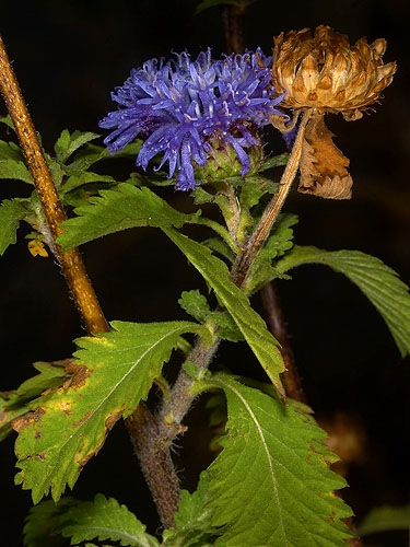 Centratherum punctatum | Fotos de Campo | The Field Museum