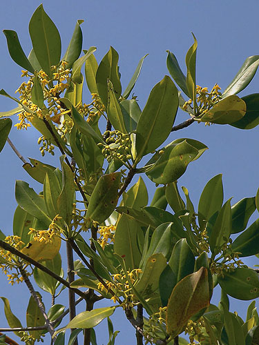 Rhizophora racemosa | Live Plant Photos | The Field Museum