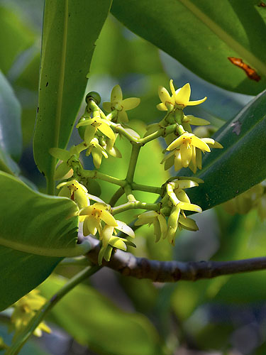 Rhizophora racemosa | Fotos de Campo | The Field Museum