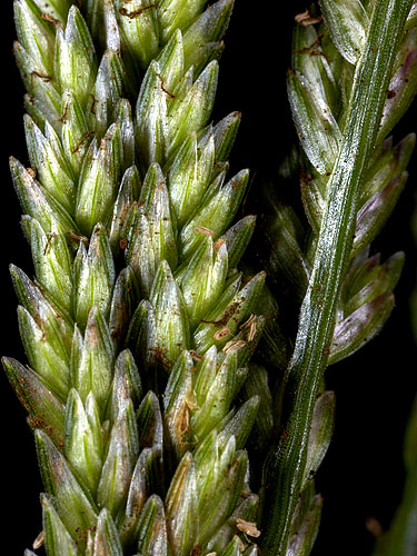 Eleusine indica | Fotos de Campo | The Field Museum