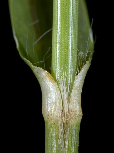 Eleusine indica | Fotos de Campo | The Field Museum