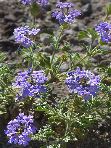 Glandularia perakii | Live Plant Photos | The Field Museum