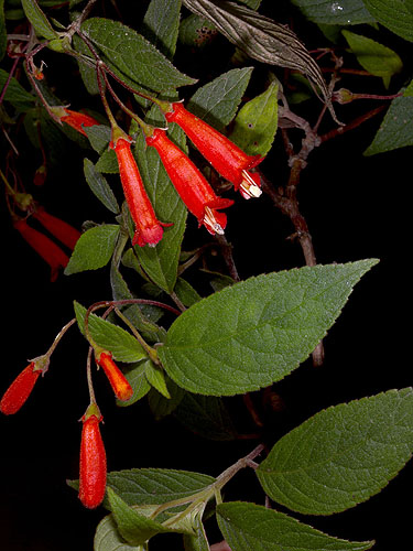 Moussonia elegans | Fotos de Campo | The Field Museum