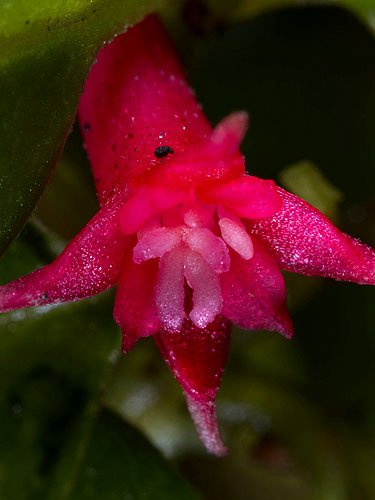 Fuchsia microphylla | Fotos de Campo | The Field Museum