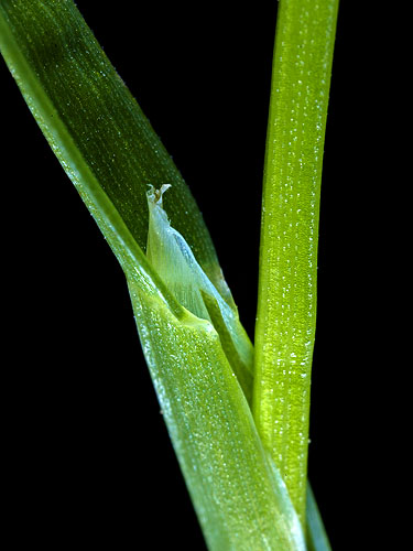 Poa annua | Fotos de Campo | The Field Museum