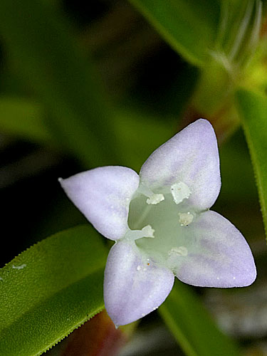 Diodia apiculata | Live Plant Photos | The Field Museum
