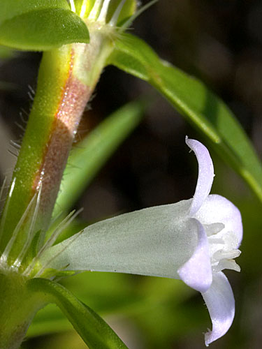 Diodia apiculata | Live Plant Photos | The Field Museum