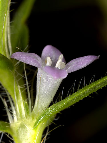 Diodia teres | Fotos de Campo | The Field Museum