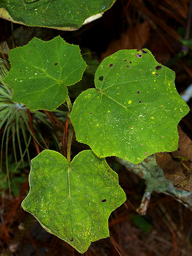 Roldana petasitis | Live Plant Photos | The Field Museum