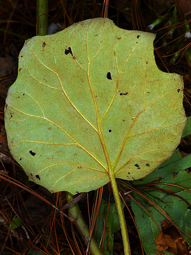 Roldana petasitis | Fotos de Campo | The Field Museum
