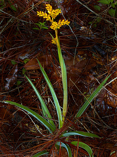 Catopsis subulata | Live Plant Photos | The Field Museum