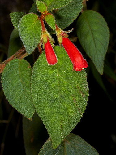 Moussonia rupicola | Fotos de Campo | The Field Museum
