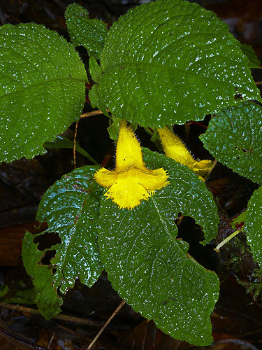 Solenophora wilsonii | Fotos de Campo | The Field Museum