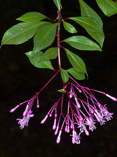 Fuchsia arborescens | Fotos de Campo | The Field Museum