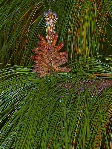 Pinus maximinoi | Fotos de Campo | The Field Museum
