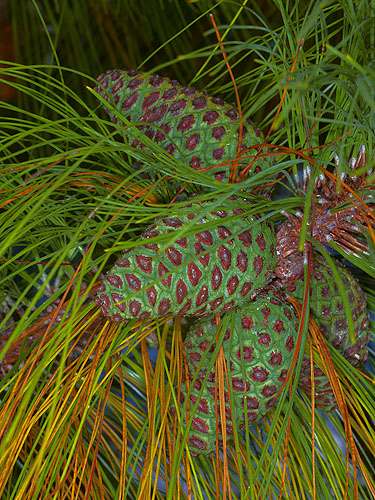 Pinus maximinoi | Live Plant Photos | The Field Museum