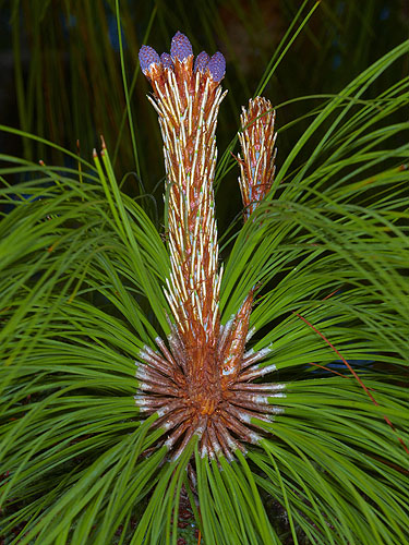 Pinus maximinoi | Fotos de Campo | The Field Museum