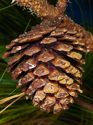 Pinus maximinoi | Live Plant Photos | The Field Museum