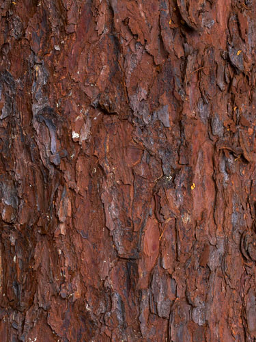 Pinus maximinoi | Live Plant Photos | The Field Museum