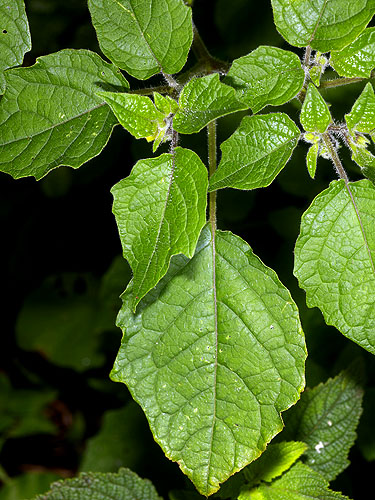 Physalis pubescens | Fotos de Campo | The Field Museum