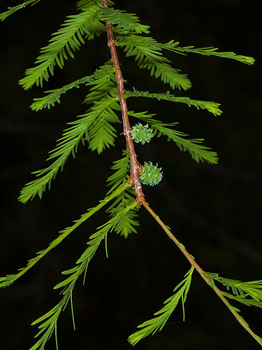 Taxodium mucronatum | Fotos de Campo | The Field Museum