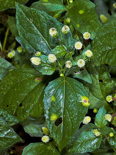 Acmella radicans | Live Plant Photos | The Field Museum