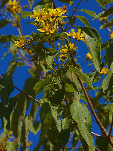 Perymenium grande | Live Plant Photos | The Field Museum