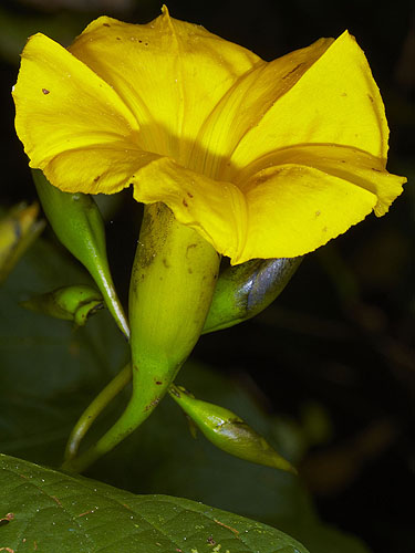 Merremia tuberosa | Fotos de Campo | The Field Museum