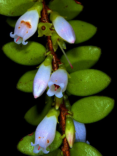 Disterigma humboldtii | Live Plant Photos | The Field Museum