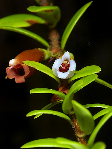Disterigma humboldtii | Live Plant Photos | The Field Museum