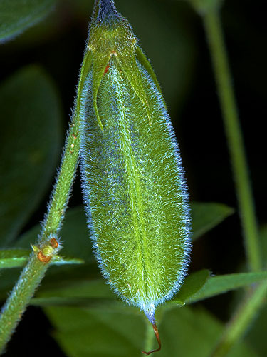 Crotalaria pumila | Live Plant Photos | The Field Museum