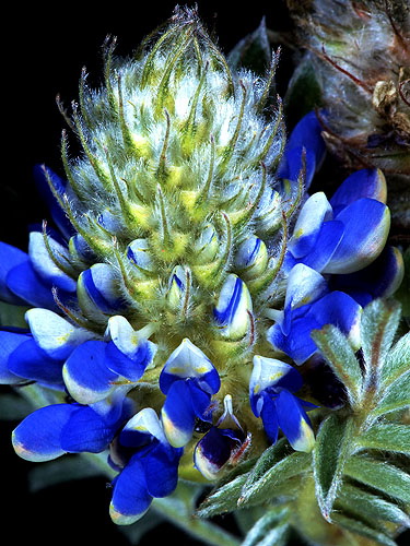 Dalea sericea | Live Plant Photos | The Field Museum