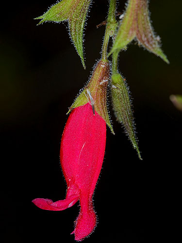 Salvia holwayi | Fotos de Campo | The Field Museum