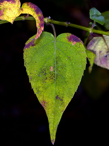 Salvia holwayi | Live Plant Photos | The Field Museum