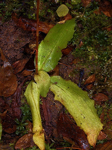 Ponthieva racemosa | Live Plant Photos | The Field Museum