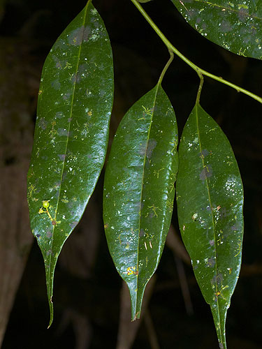 Phyllonoma ruscifolia | Fotos de Campo | The Field Museum