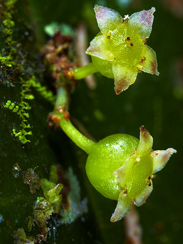 Phyllonoma ruscifolia | Fotos de Campo | The Field Museum